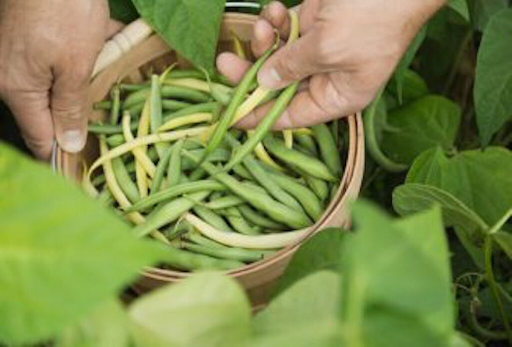 A Tasty Recipe for 3-Bean Salad - Countryside